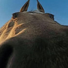 Ghostholding | venturing | Jane Remover