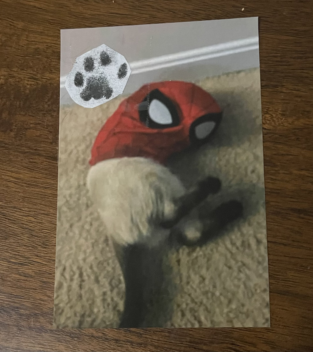 Stella 2 Spooder Cat autograph photo | Belushi Speed Ball