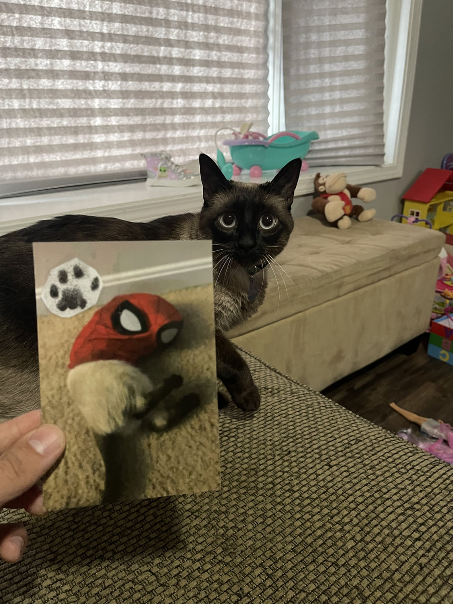 Stella 2 Spooder Cat autograph photo | Belushi Speed Ball