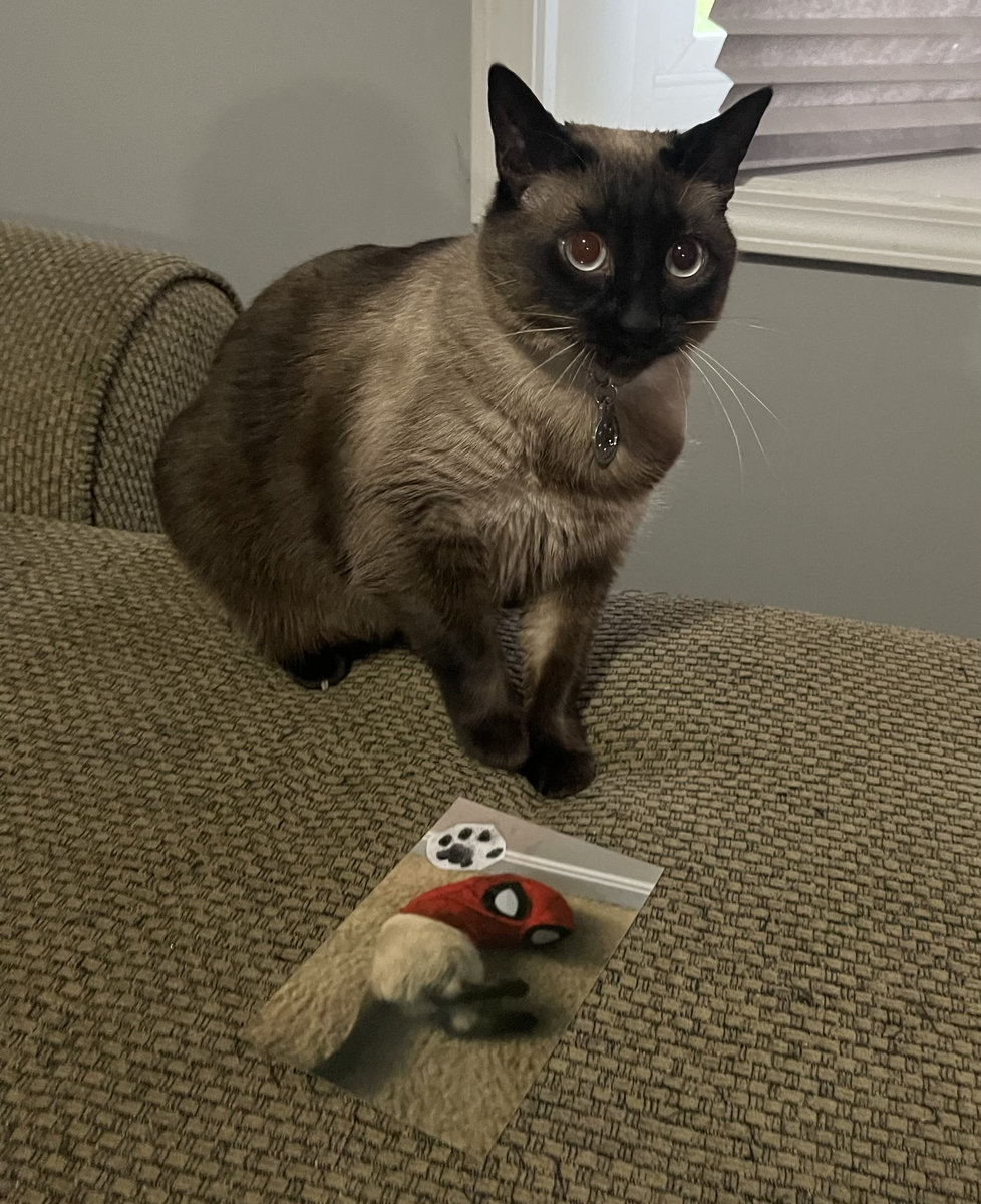 Stella 2 Spooder Cat autograph photo | Belushi Speed Ball