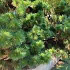 Ghostholding | venturing | Jane Remover