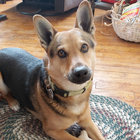 Remains to Be Scene | The Seldom Scene