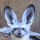 View-Monster | Lemon Demon