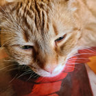 Telepathic Minds | Overhead