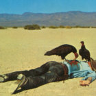 CY003 - Shark Story of the Century EP | Contort Yourself