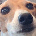 GOODNIGHT HYPNOPOMP | STOMACH BOOK