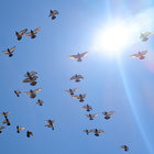 Ultravisitor (20th Anniversary Edition) | Squarepusher