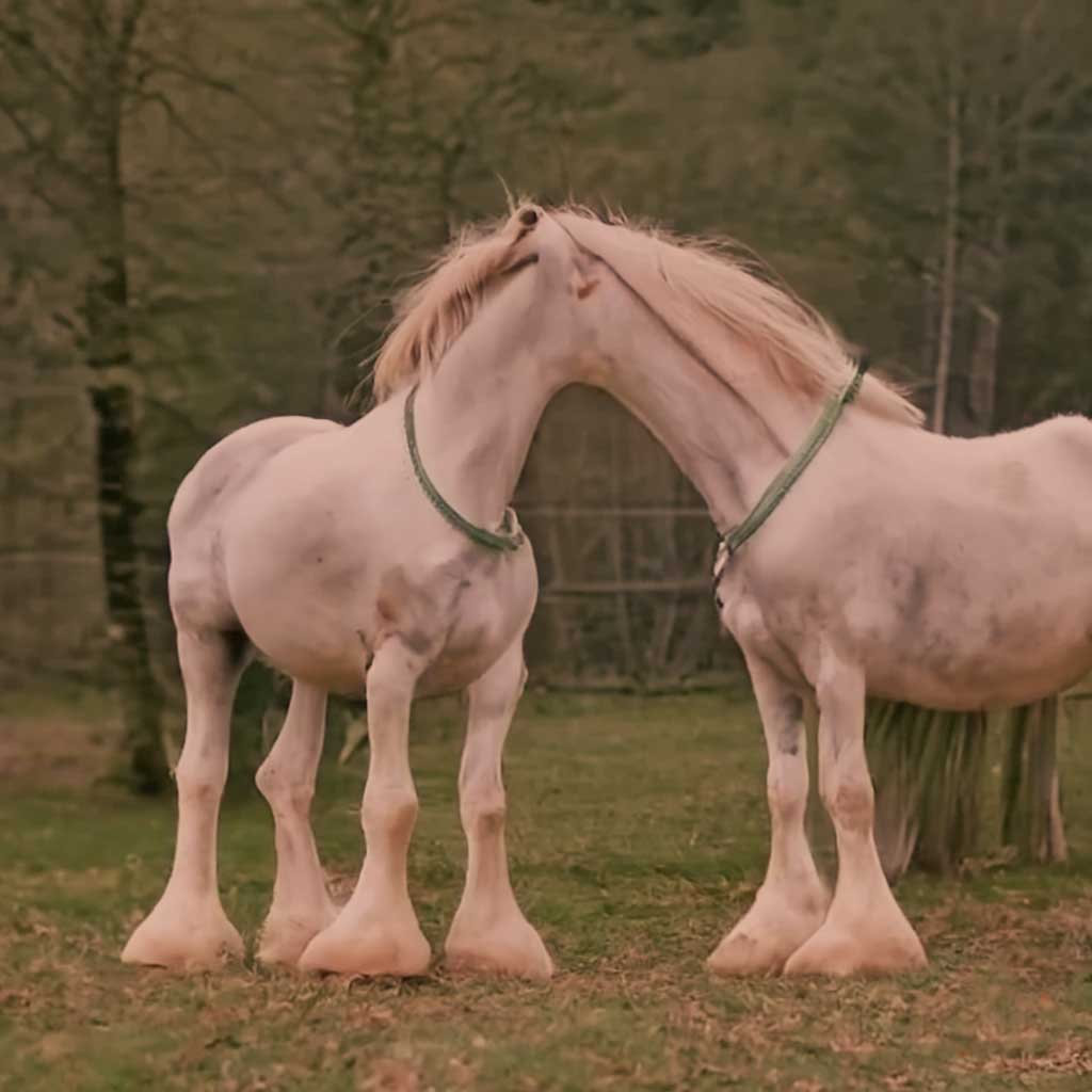 You laugh II | 𓃗 Five White Shire 𓃗