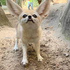 Warlocks Grim & Withered Hags | Hellripper