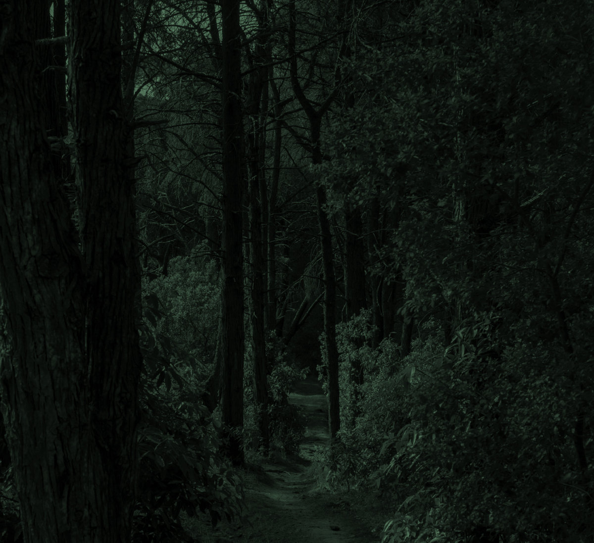 Secrets Under Trees | Guilherme Rodrigues, Carlos Bechegas & Ernesto ...