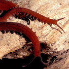 The New 4lung Album | 4lung | RAWRDCORE RECORDS