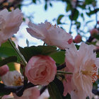 The Horror and the Wild | The Amazing Devil