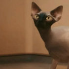 Johnny Hobo & The Freight Trains / Captain Chaos - LIVE at Bandits HQ ...