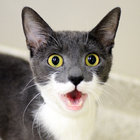 Are We Not Monsters | Nomadic War Machine