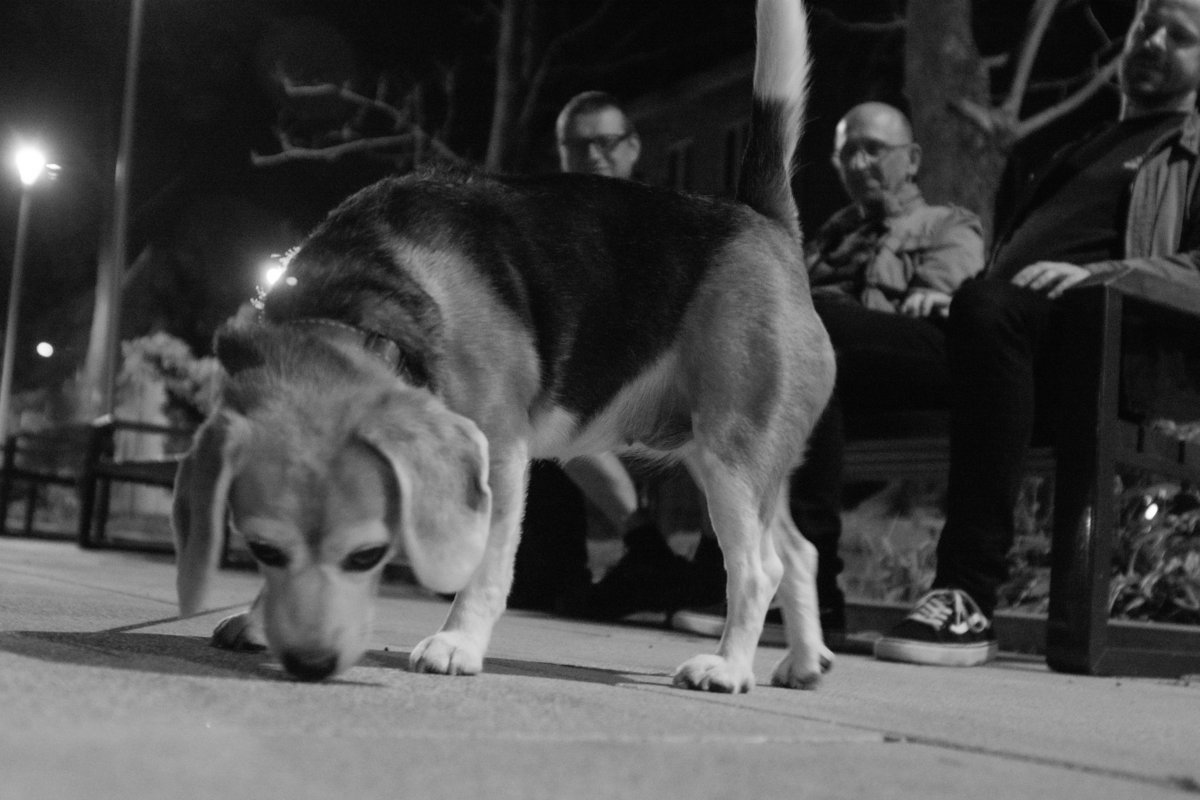 Catastrography | Manimal Dissonance