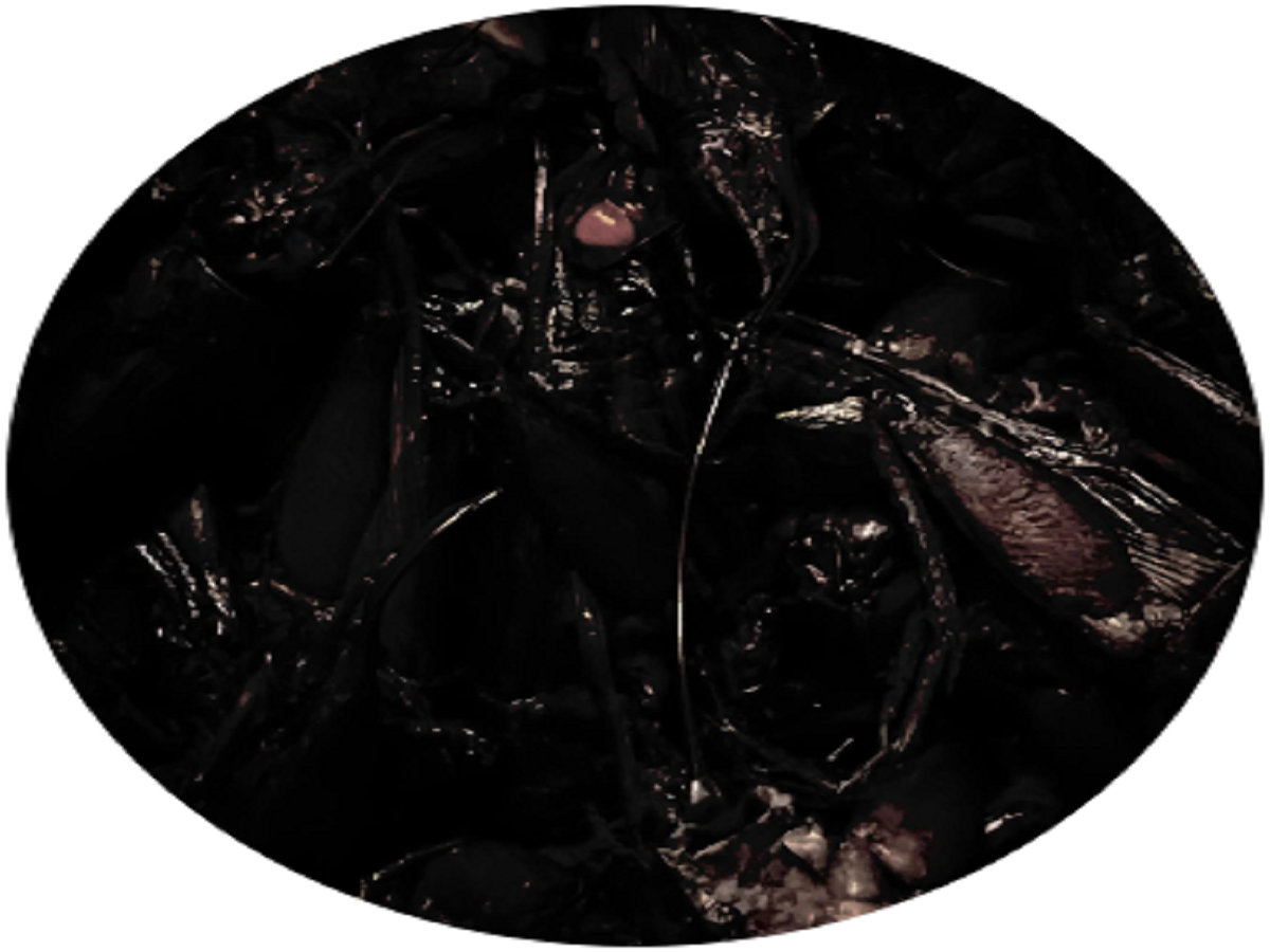 Burden | Jak Tripper