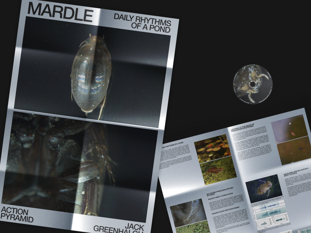 Mardle: Daily Rhythms of a Pond | Action Pyramid & Jack Greenhalgh | mappa