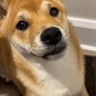 JOECHILLWORLD | Devon Hendryx "The Rockwood Escape Plan" | Devon Hendryx