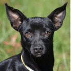 Fearsick | Inhuman Condition