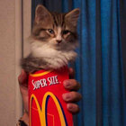 GOODNIGHT HYPNOPOMP | STOMACH BOOK