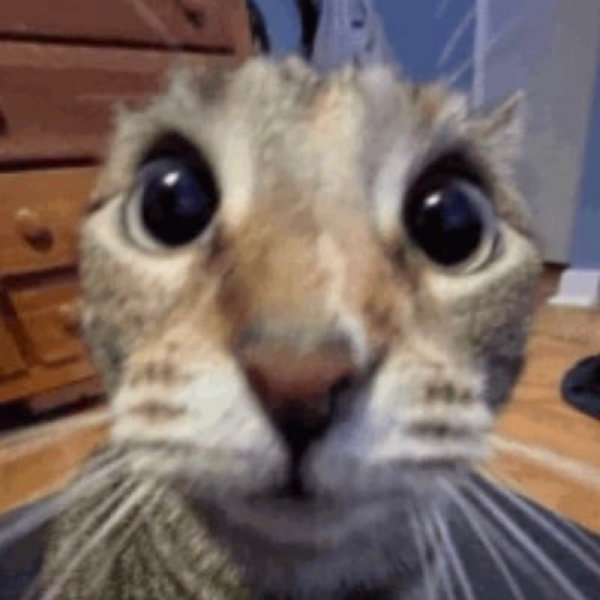 CHICKEWAWA | cuzsie