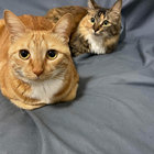 Life Beyond: Chapter II Original Soundtrack | melodysheep