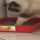 Life Rips / Assholes (Remastered) | Mommy Long Legs