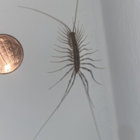 Manning Fireworks | MJ Lenderman