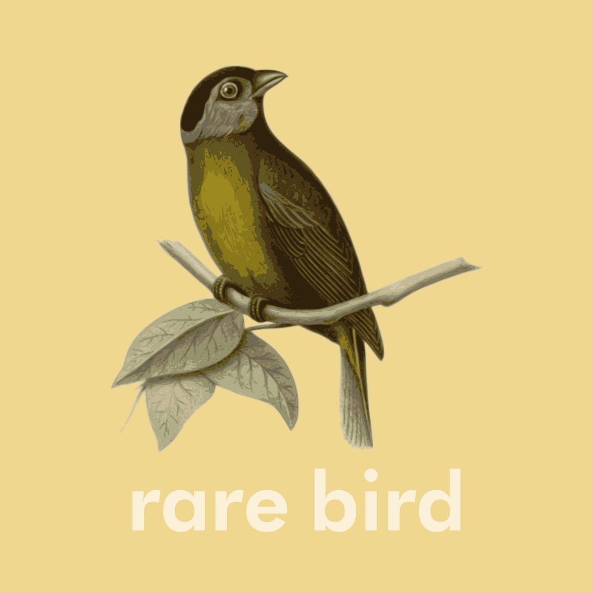 ∆YRSLF | rare bird