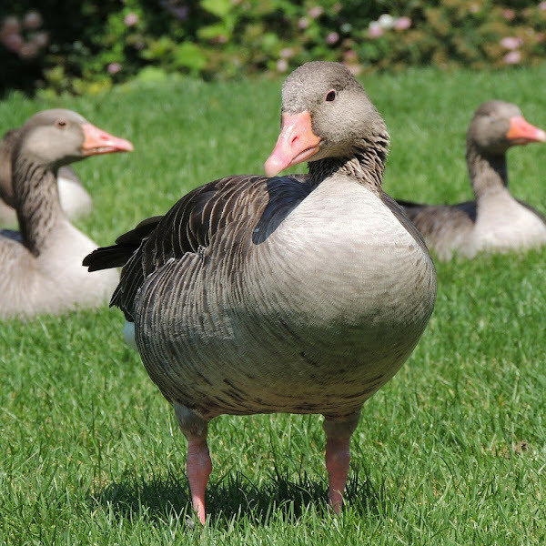 Executive Dysfunction Aid | Mr.Goose