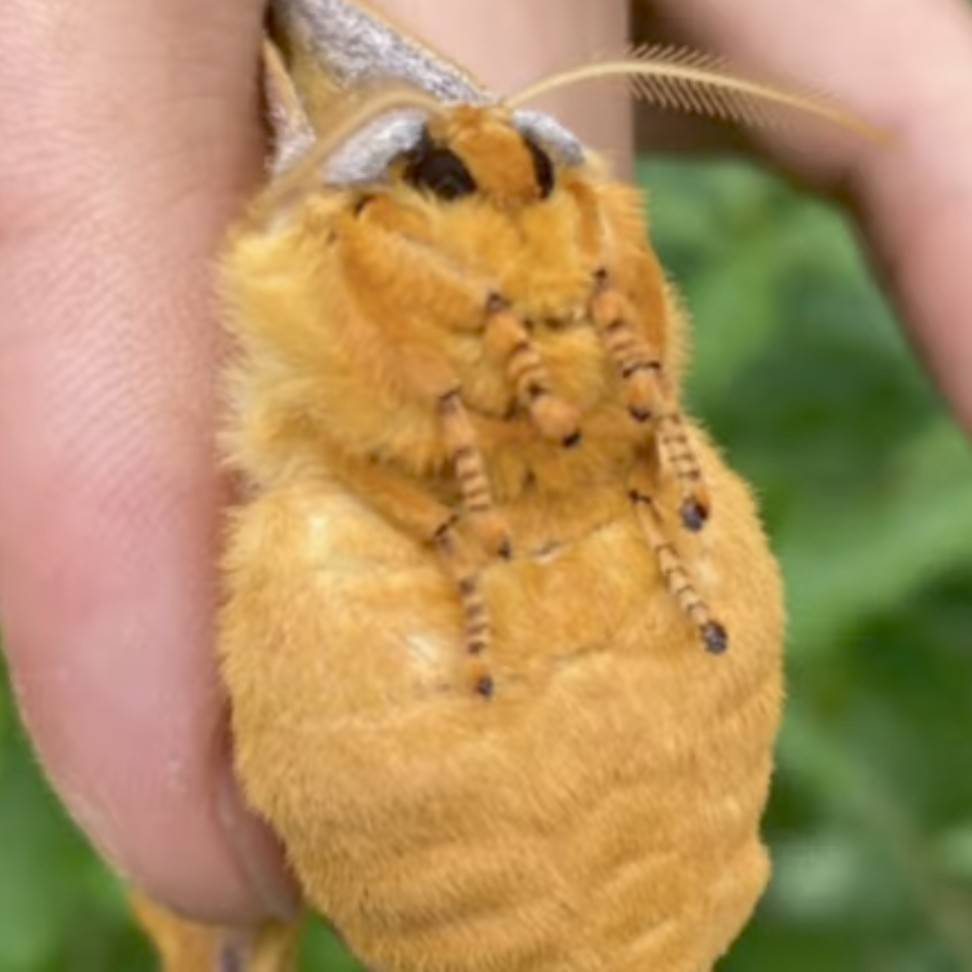 static_moth's collection | Bandcamp