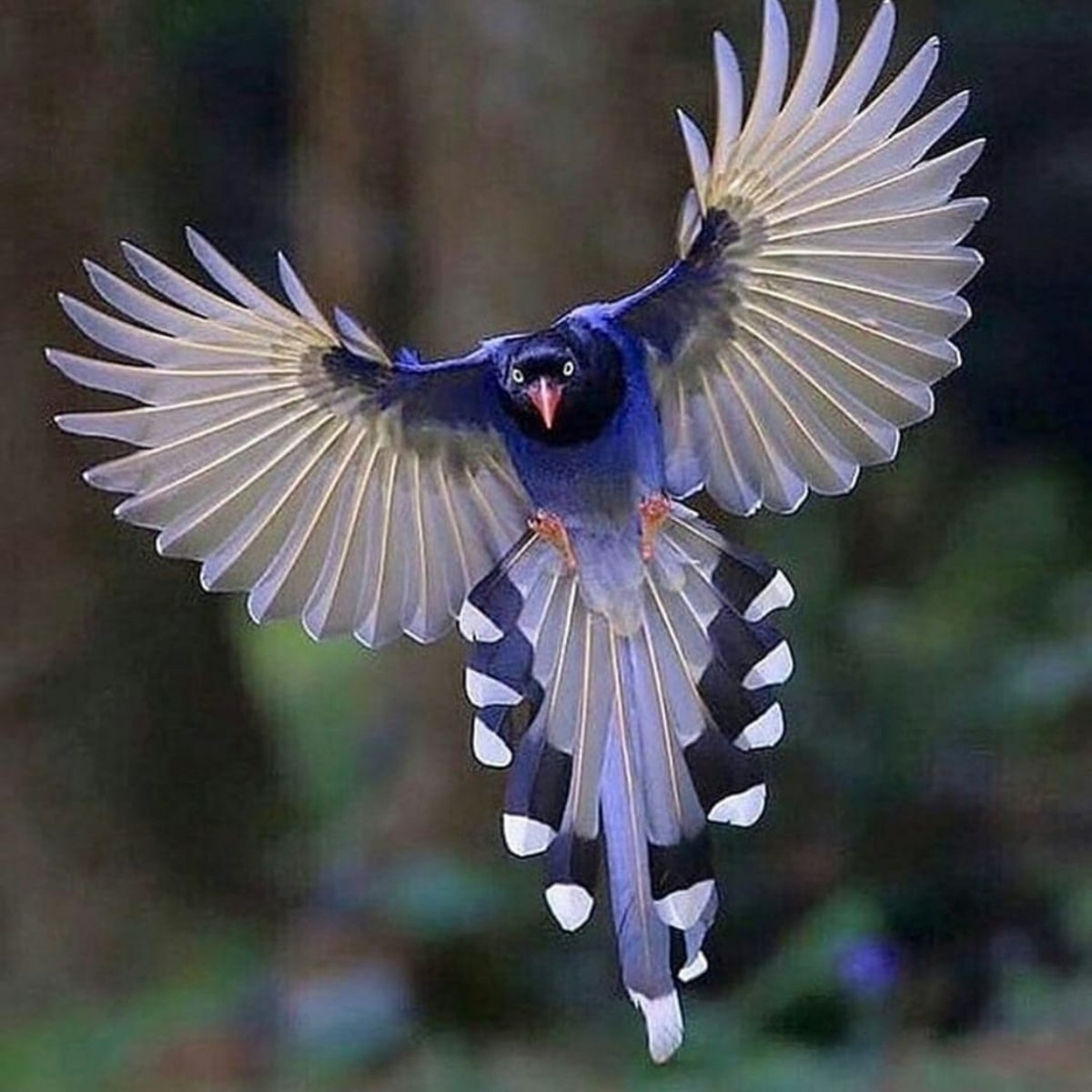 OILYLIVER AND REAL DOG PRESENT THE IMMEDIATE CLASSIC Blazing Banjo ...