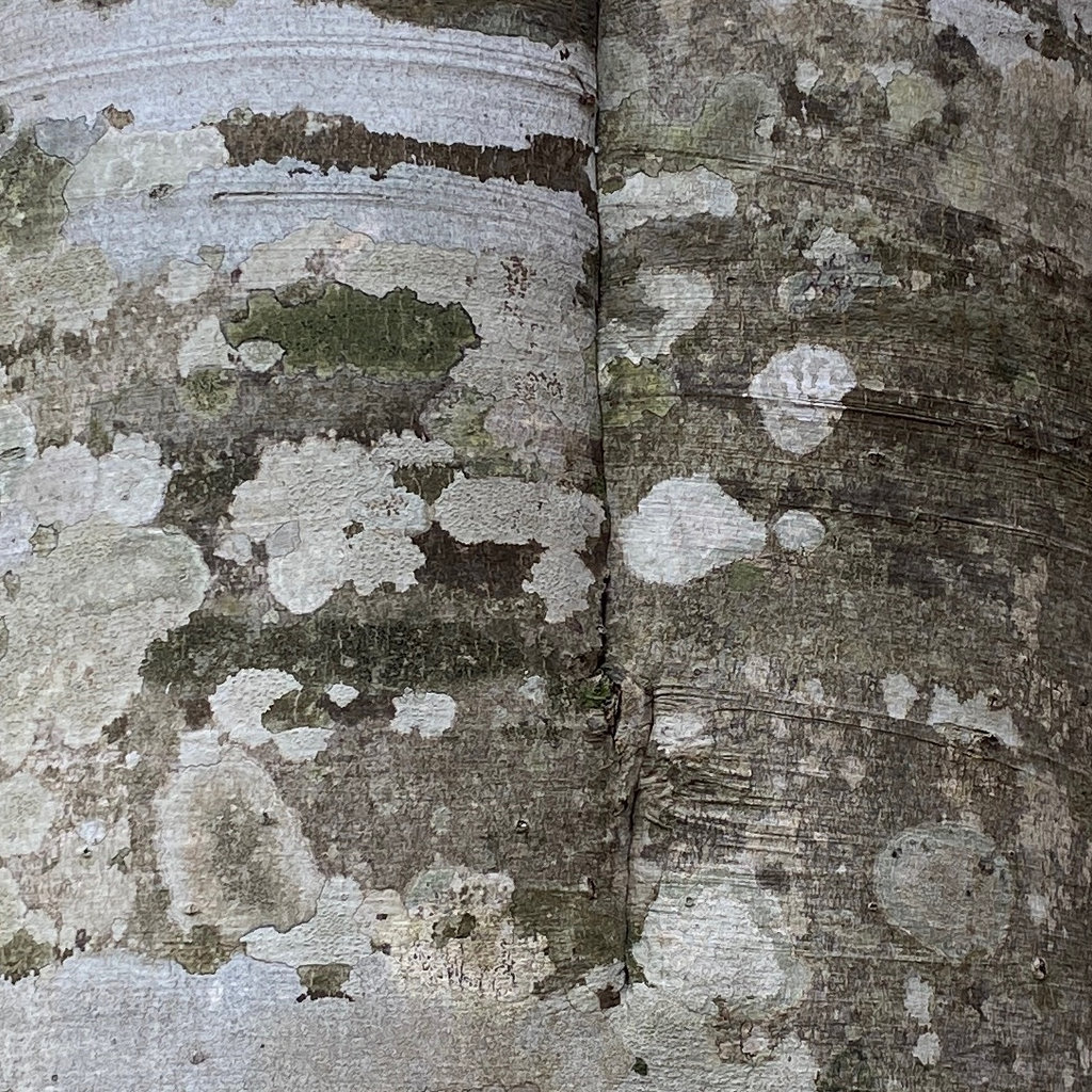 sumitani's collection | Bandcamp