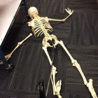 Foxlore | The Crane Wives