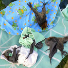 Botanas: Guazú & Terror Cactus | Guazú & Terror Cactus | Shika Shika