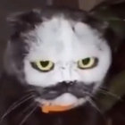 Del Oro | Floating Points