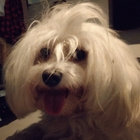 INFERNAL DECADENCE | SPECTRAL WOUND