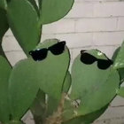 Trinity (Deluxe) | Eartheater