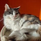 Requiem | Ominous Ruin