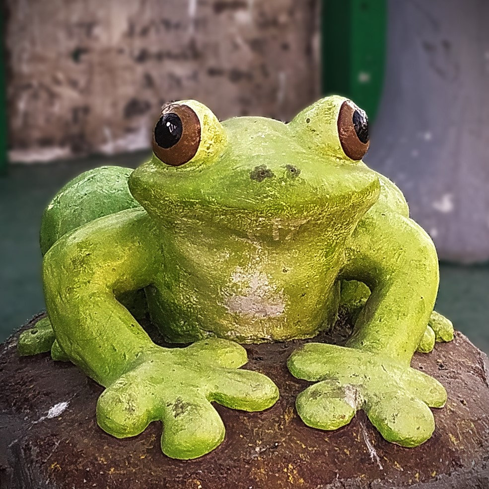 Baarish | Frog Finds Home