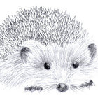 Silent Dance | Solstice