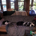 Cunningham Bird | Andrew Bird