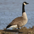 The Villager's Companion | califone / tim rutili / red red meat