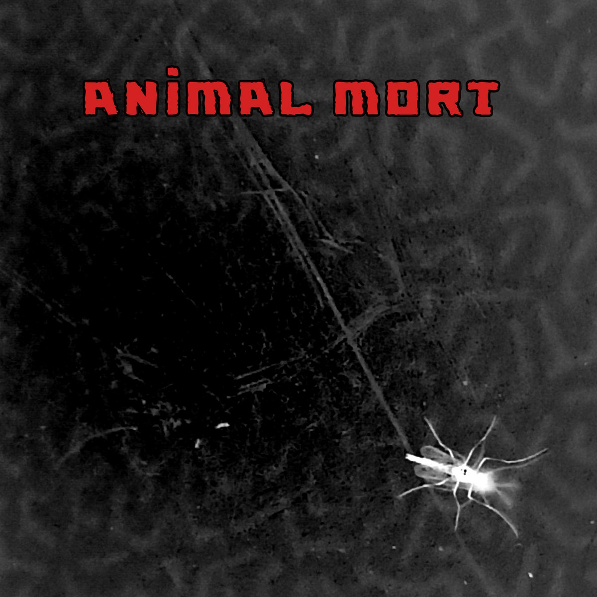 Presque Heureux | Animal Mort