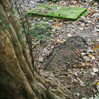 Scatterbrain | The Chills