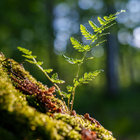 Connecting Patterns | Quanta