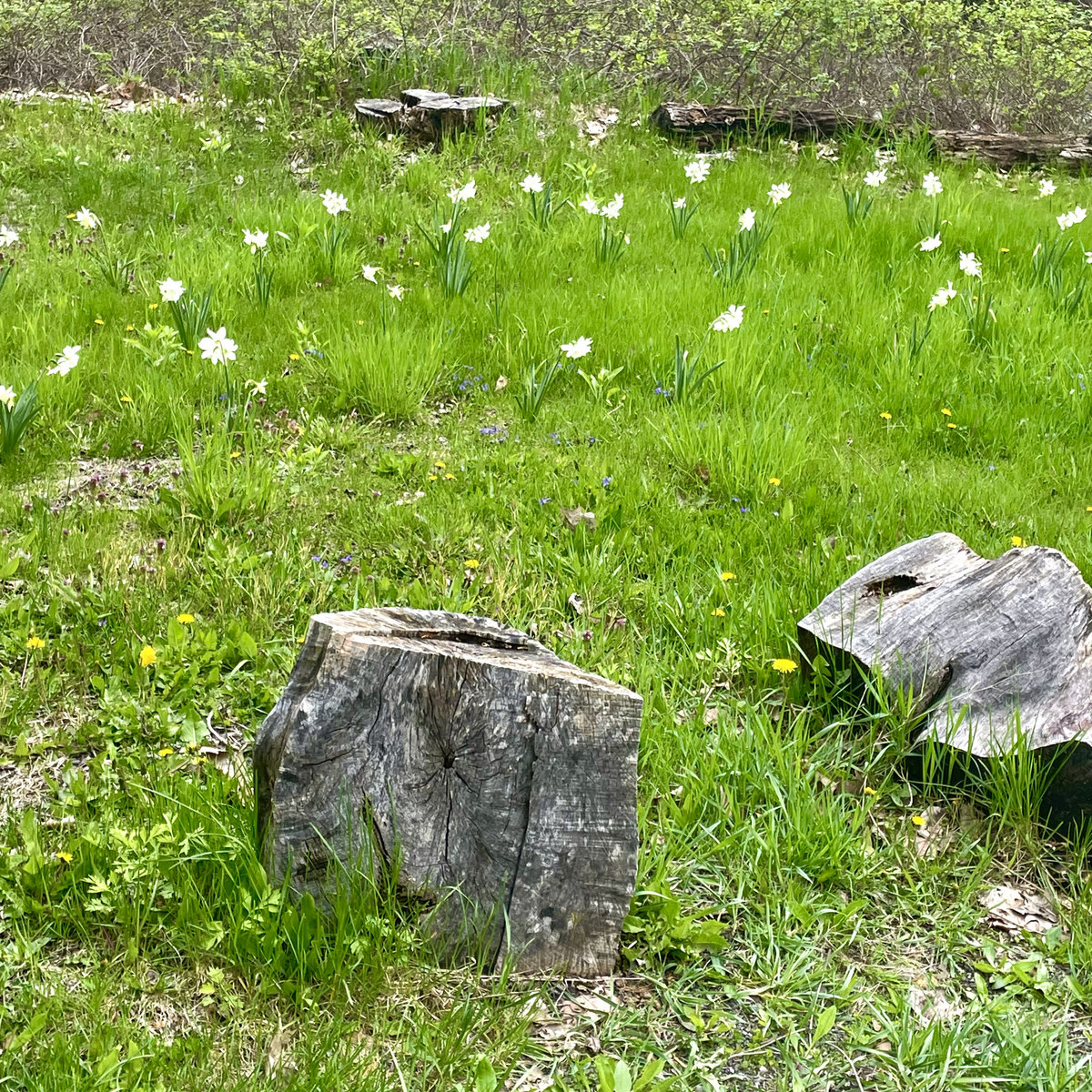 Instrumentals, Vol. 1 | Judy Alice