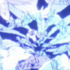 GOODNIGHT HYPNOPOMP | STOMACH BOOK