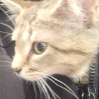 Silhouette - Naruto (Ringtone) | Anytunz 💫