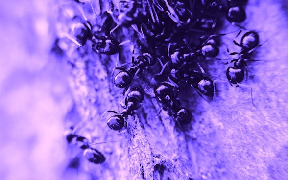 Music | Six Insects